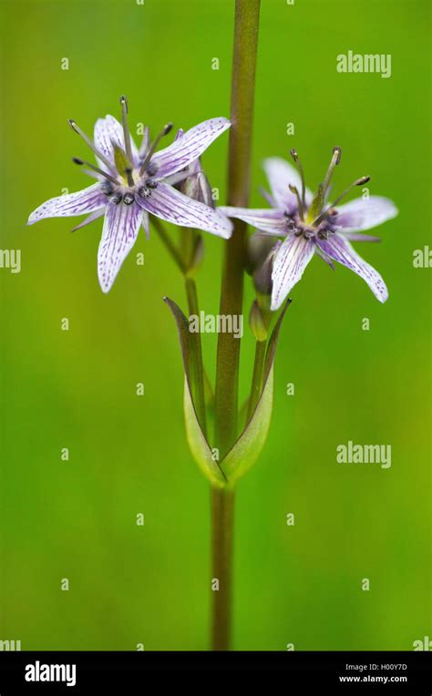 Felwort Swertia Perennis Flowers Germany Bavaria Murnauer Moos