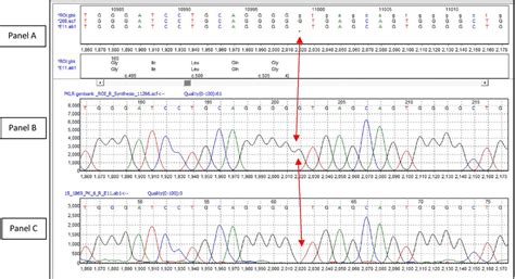 Sanger Sequencing Results From Patient Displayed In Mutation Surveyor