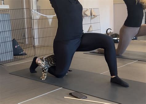 Kitty Yoga