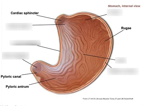 Stomach Diagram Quizlet