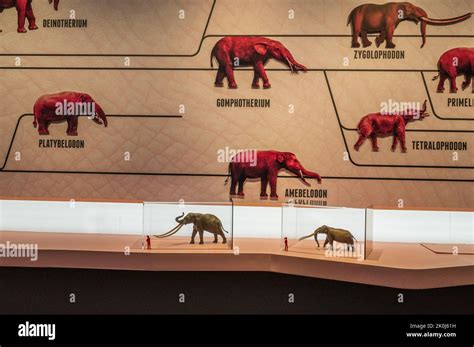Platybelodon Ice Age