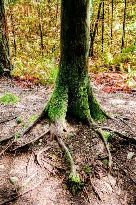 Surface Roots Of A Large Old Tree In A Dense Forest Stock Image Image Of Botanical Mossy