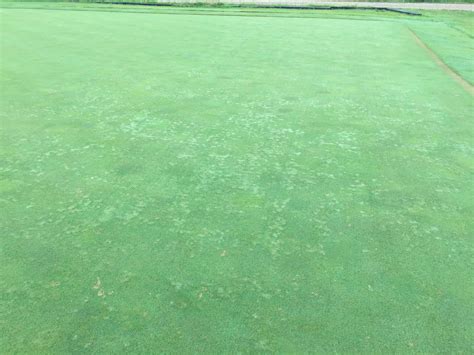 Bentgrass Putting Green Fertility Helping Or Hurting Silvery Thread