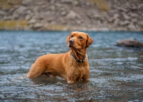 Everything You Ever Wanted To Know About Labrador Retriever Colors