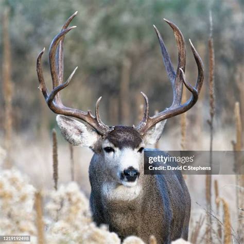 Mule Deer Antlers Photos And Premium High Res Pictures Getty Images
