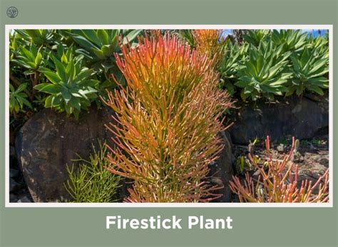 15 Poisonous Plants In California Symptoms And First Aid Guide