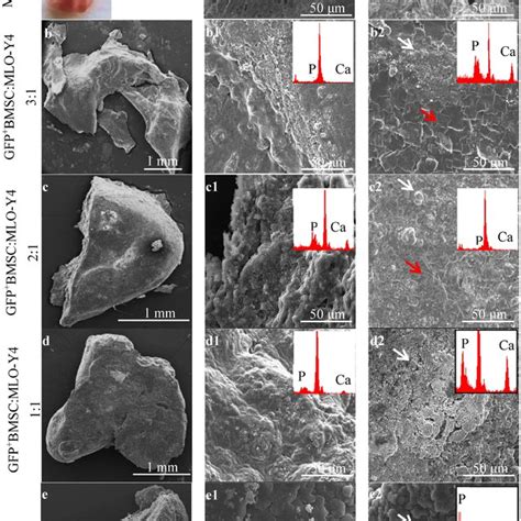Sem Morphology Of The Cross Sections Of Bone Like Tissues And Mouse Download Scientific Diagram
