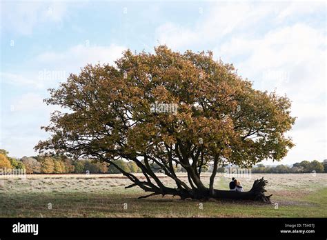 Rear View Of Couple Embracing On Tree Trunk In A Park Stock Photo Alamy
