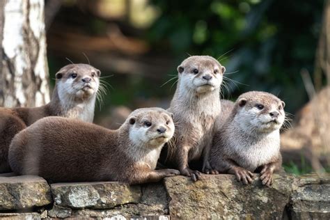 Asian Small Clawed Otter Enrichment Activities Toys Live Prey And More