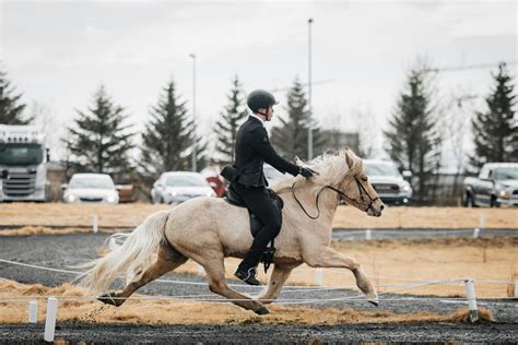 Icelandic Horse Tolt