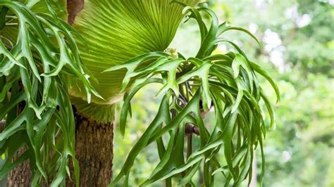 How To Grow And Care For Staghorn Fern Complete Guide Planet Natural