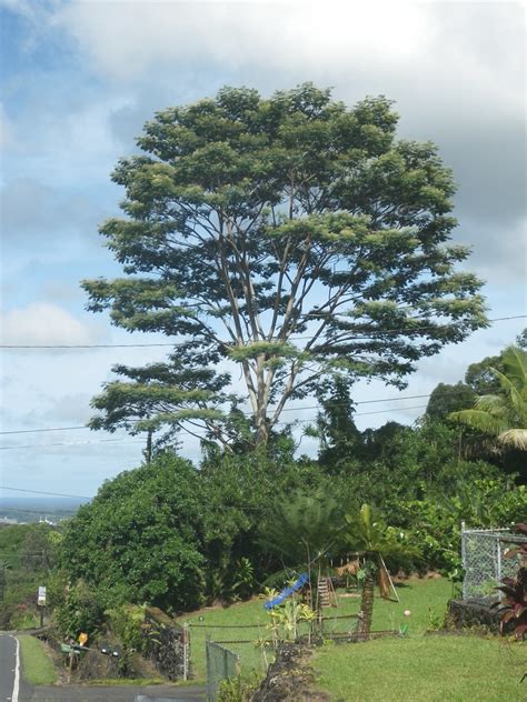 Falcataria Moluccana Tree Falcataria Moluccana Is One Of T… Flickr