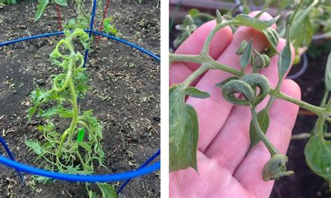 22 Common Reasons Why Your Tomato Leaves Are Curling Plus Quick Fixes
