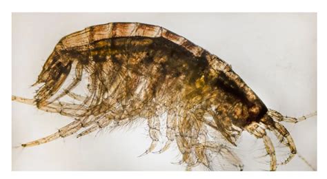 Amphipods Amphipods Are A Group Of Crustaceans… By Jiozee Nov 2023 Medium