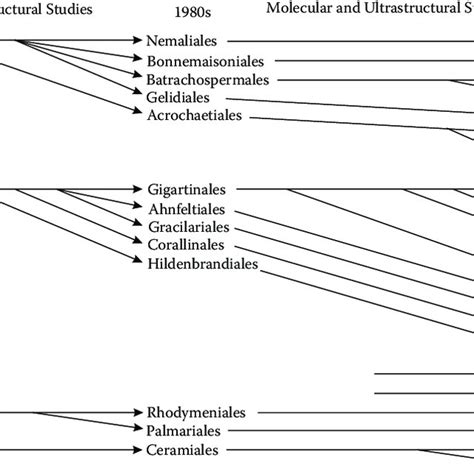 3 Phylogeny Of The Red Algae Modified From Yoon Et Al 2006 In
