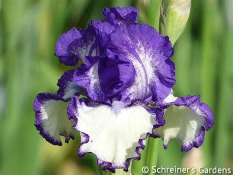 Another Chapter Bonus Tall Bearded Iris Schreiners Gardens