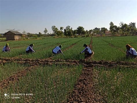 ချောင်းဦးမြို့နယ် ကြက်သွန်နီ စိုက်ခင်းများ ပိုးမွားရောဂါ ကျရောက်မှု့ နည