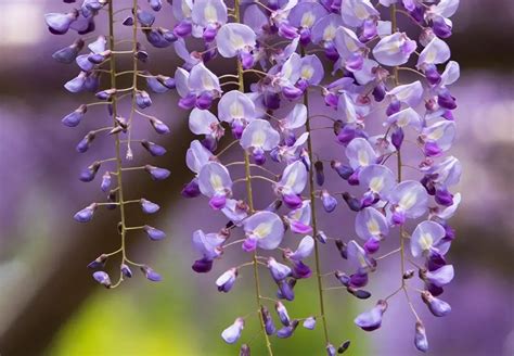 7 Types Of Wisteria Flowers With Pictures And Care Guide