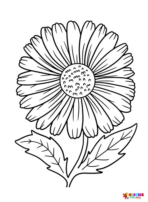 Free Daisy Coloring Pages Fun And Easy Free Coloring Pages To Print
