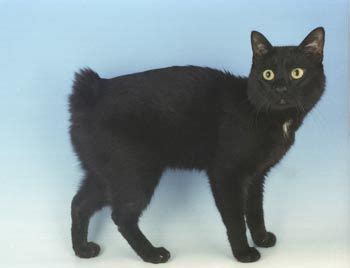 Black Japanese Bobtail Cat