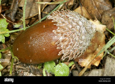 How To Identify Oak Nuts At William Foxworth Blog