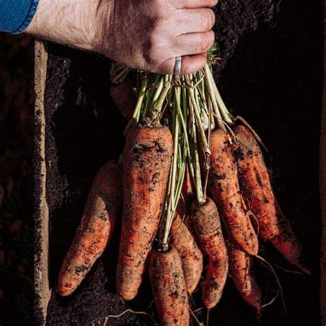 New Leaf Compost Buy Organic Peat Free Multipurpose Compost Online