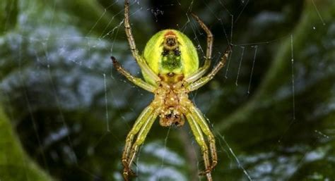 Neon Green Spider Lady Gaga Orb Weaver Math
