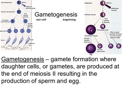 Gametogenesis Diagram