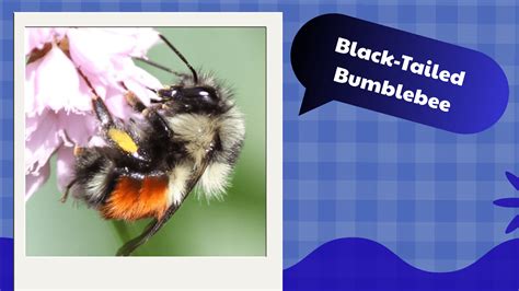 40 Types Of Bumblebee Pictures And Identification