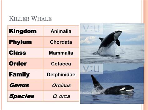 Levels Of Classification Killer Whale At Jesse Sauers Blog