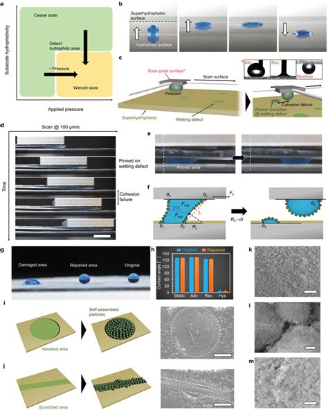 Pressure‐induced Wetting Transition And Detection And Repair Of Download Scientific Diagram