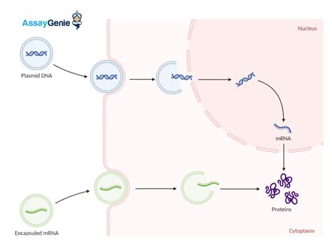 Transfection A Comprehensive Guide Assay Genie