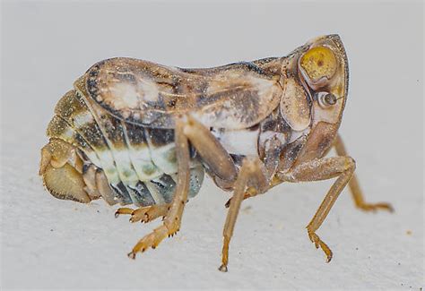 Planthopper Bugguidenet