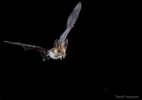 Hunting Style What Are They And Why Do Bats Use Them