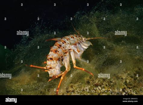 Freshwater Isopod Acanthogammarus Lappaceus On A Mat Of Filamentous