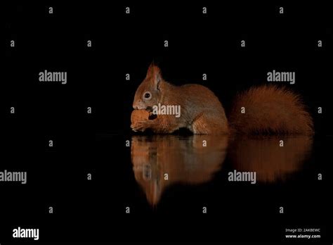 Portrait Of A Red Eurasian Squirrel At Dusk In Drunen Forest Eating A Walnut In A Pool Of Water