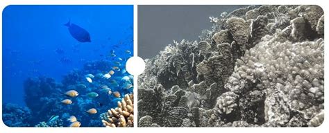 Circular Equation On Linkedin Theoceanrace Circulareconomy Linear