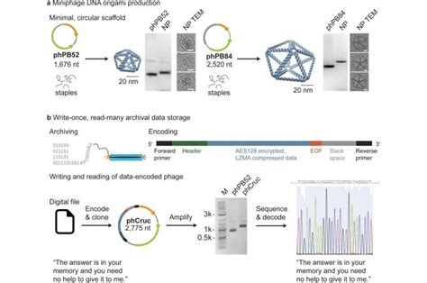 Circular Single Stranded Dna Molecules For Safer Genetic Medicine