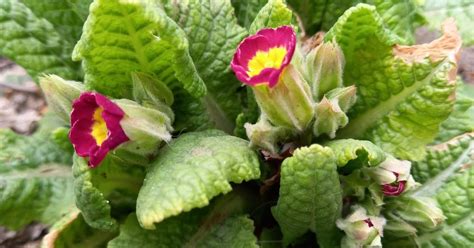 Cele Patru Anotimpuri Alte Floricele Ale Primăverii