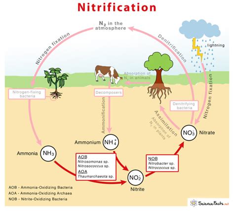 Nitrification Definition Equation Process And Diagram