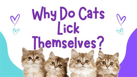 Why Do Cats Lick Themselves Other Cats And Humans
