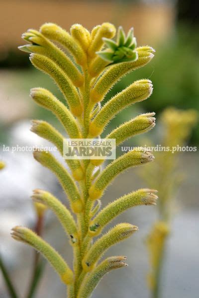La Photothèque Les Plus Beaux Jardins Anigozanthos Vivace Frileuse