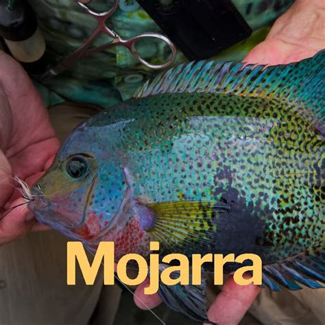 Guía De Especies — Craff Acpm
