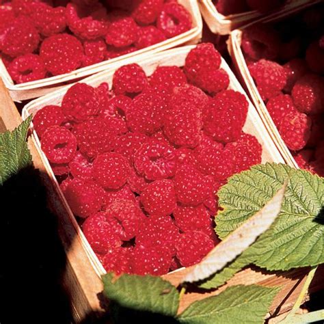 Primocane Red Raspberry Plant Collection Stark Bros