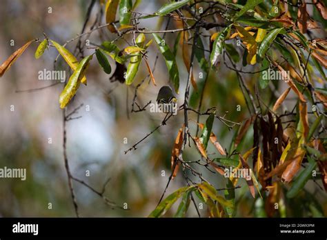 Ruby Crowned Kinglet Regulus Calendula Facing Away From The Camera Ruby Crown Visible Stock