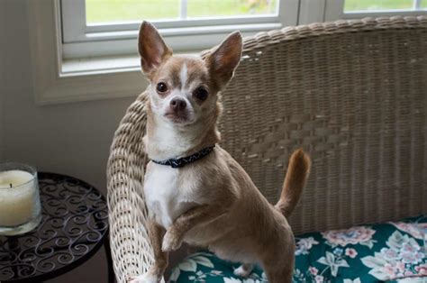 Top 5 Apple Head Chihuahua Breeders In The Us