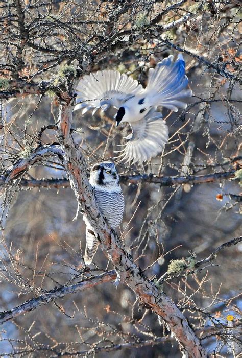 猫头鹰：长最萌的脸，下最狠的手 虎嗅网