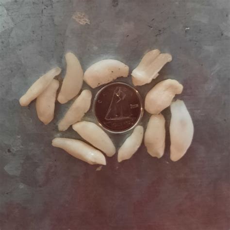 Seal Teeth And Claws Medieval Fur