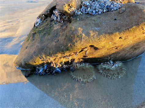 Is Sex Bimodal Rbiology