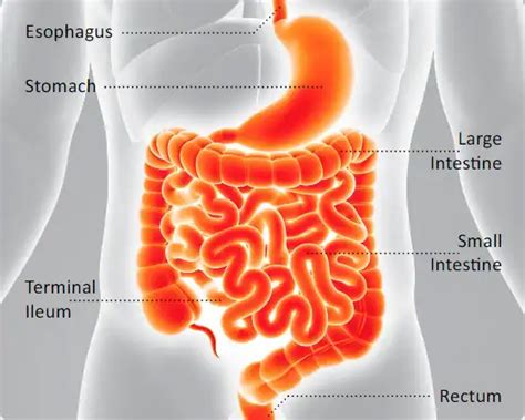 Crohns Disease Colonoscopy Inflammatory Bowel Syndrome